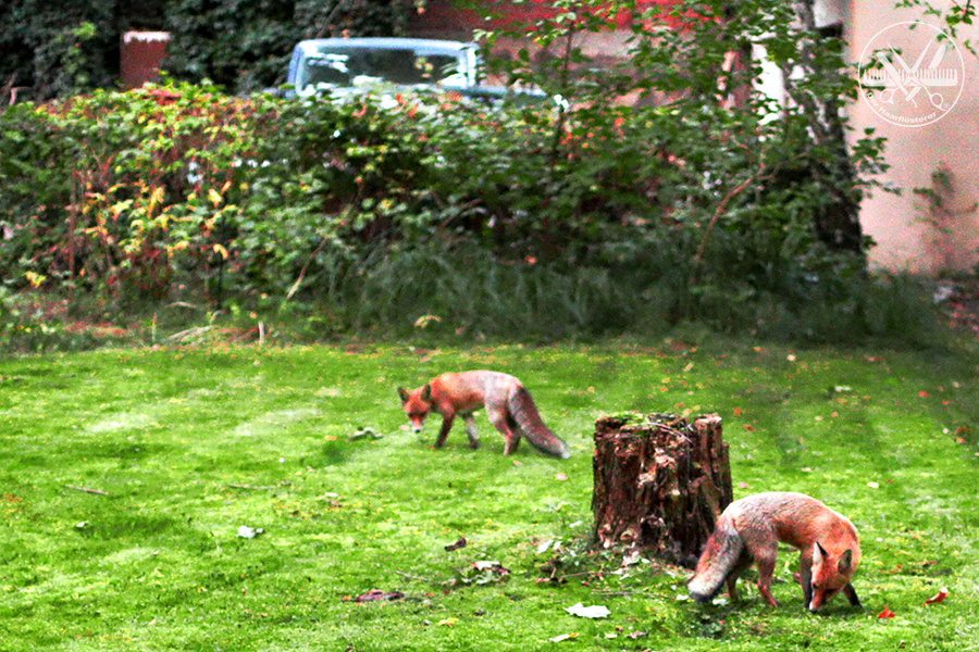 FÜCHSE SIND DOCH RUDELTIERE - DER HAARFLÜSTERER®