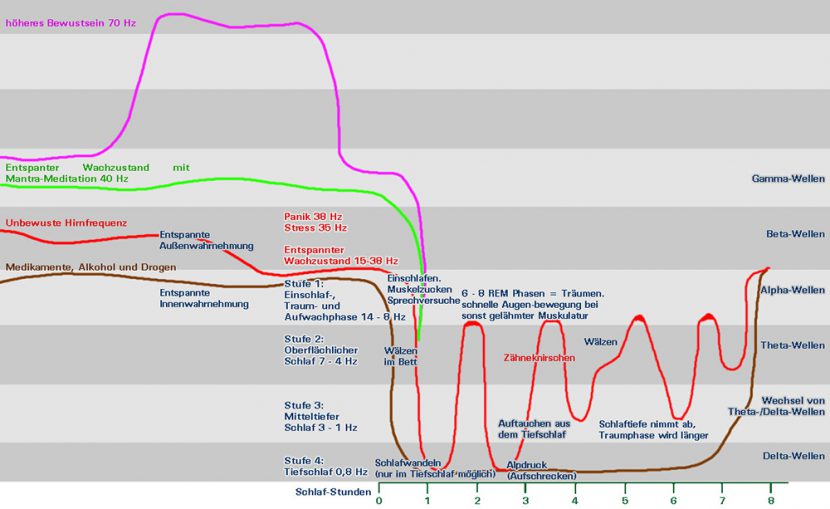Hirnfrequenzen-Hirnwellen-Schlafphasen-rem-phasen - DER HAARFLÜSTERER®
